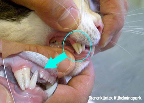 Kat afwijkend gebit afwijkende tanden – Dierengebit.nl