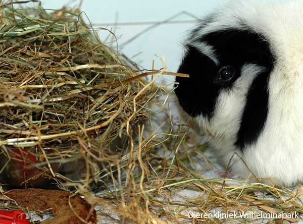 Cavia voer voeding – Dierengebit.nl