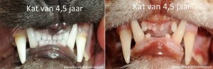 Kat normale gebit – Dierengebit.nl