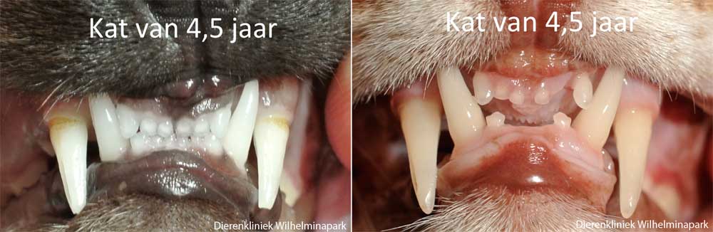Kat normale gebit – Dierengebit.nl