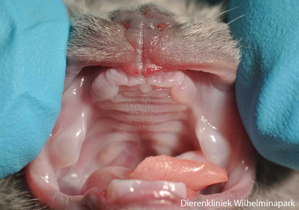 Kat normale gebit – Dierengebit.nl