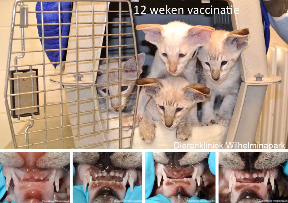 Kat normale gebit – Dierengebit.nl