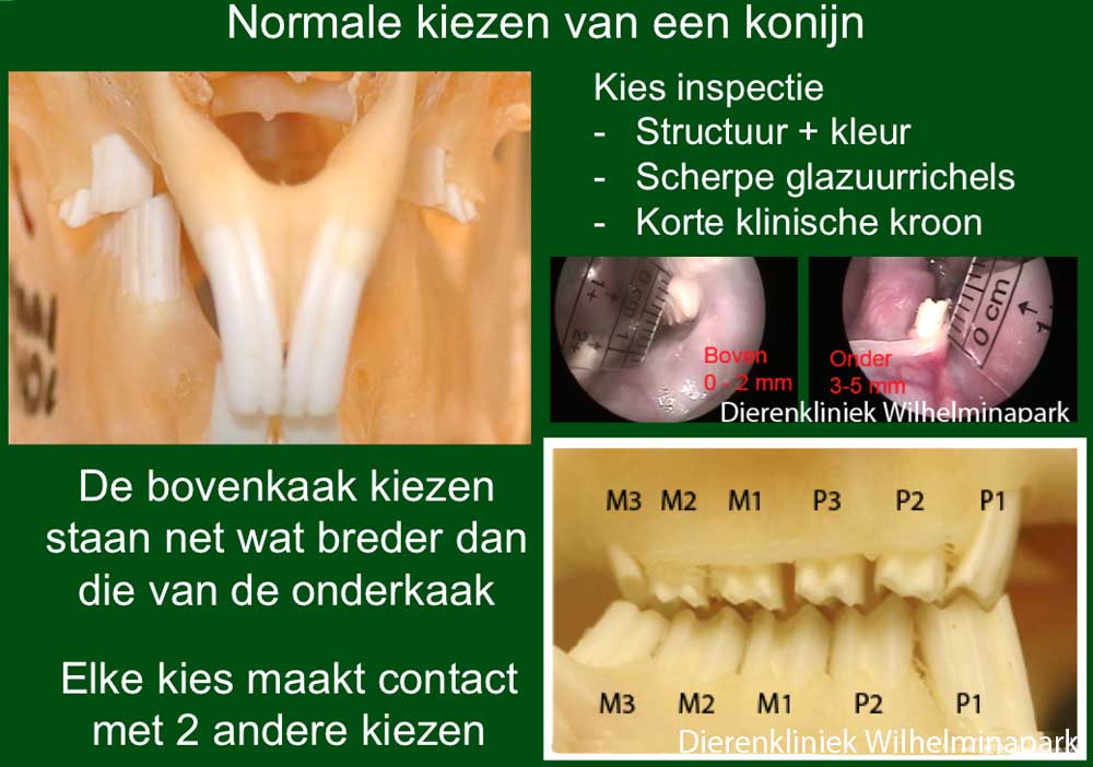 Normale gebit – Dierengebit.nl