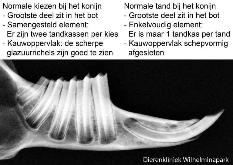 Normale gebit – Dierengebit.nl