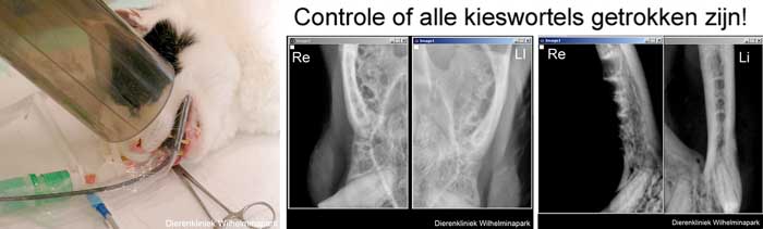 Kat slijmvlies stomatitis FCGS – Dierengebit.nl