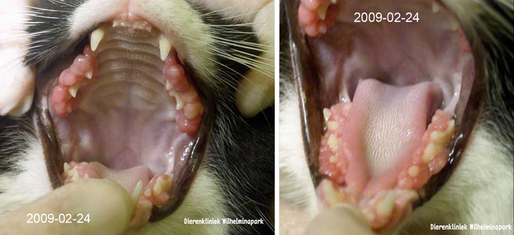 Feline Sarcoid – Dierengebit.nl