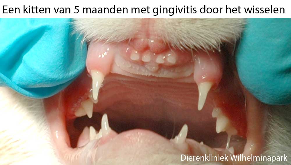 Kat juveniele gingivitis – Dierengebit.nl