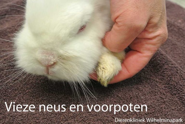 Snot of niezen – Dierengebit.nl