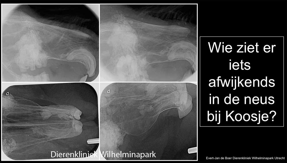 Snot door traanbuisprobleem – Dierengebit.nl