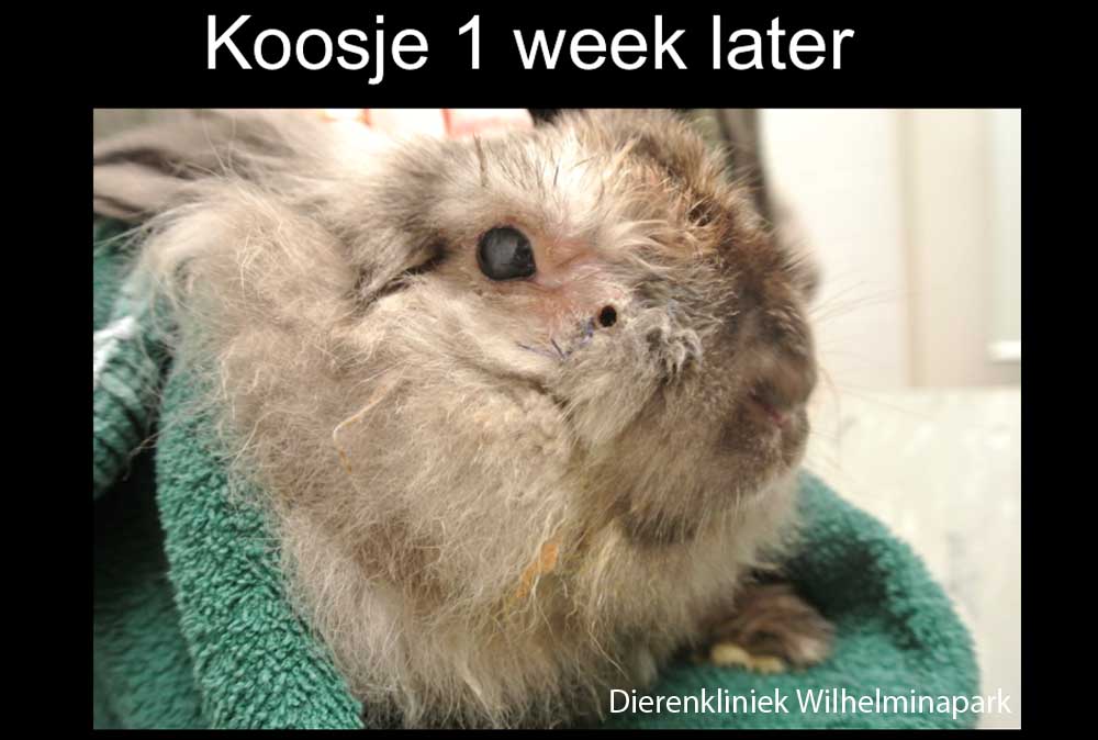 Snot door traanbuisprobleem – Dierengebit.nl