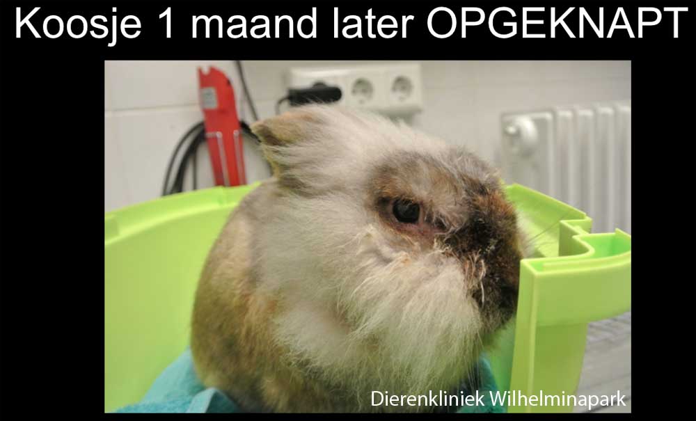 Snot door traanbuisprobleem – Dierengebit.nl